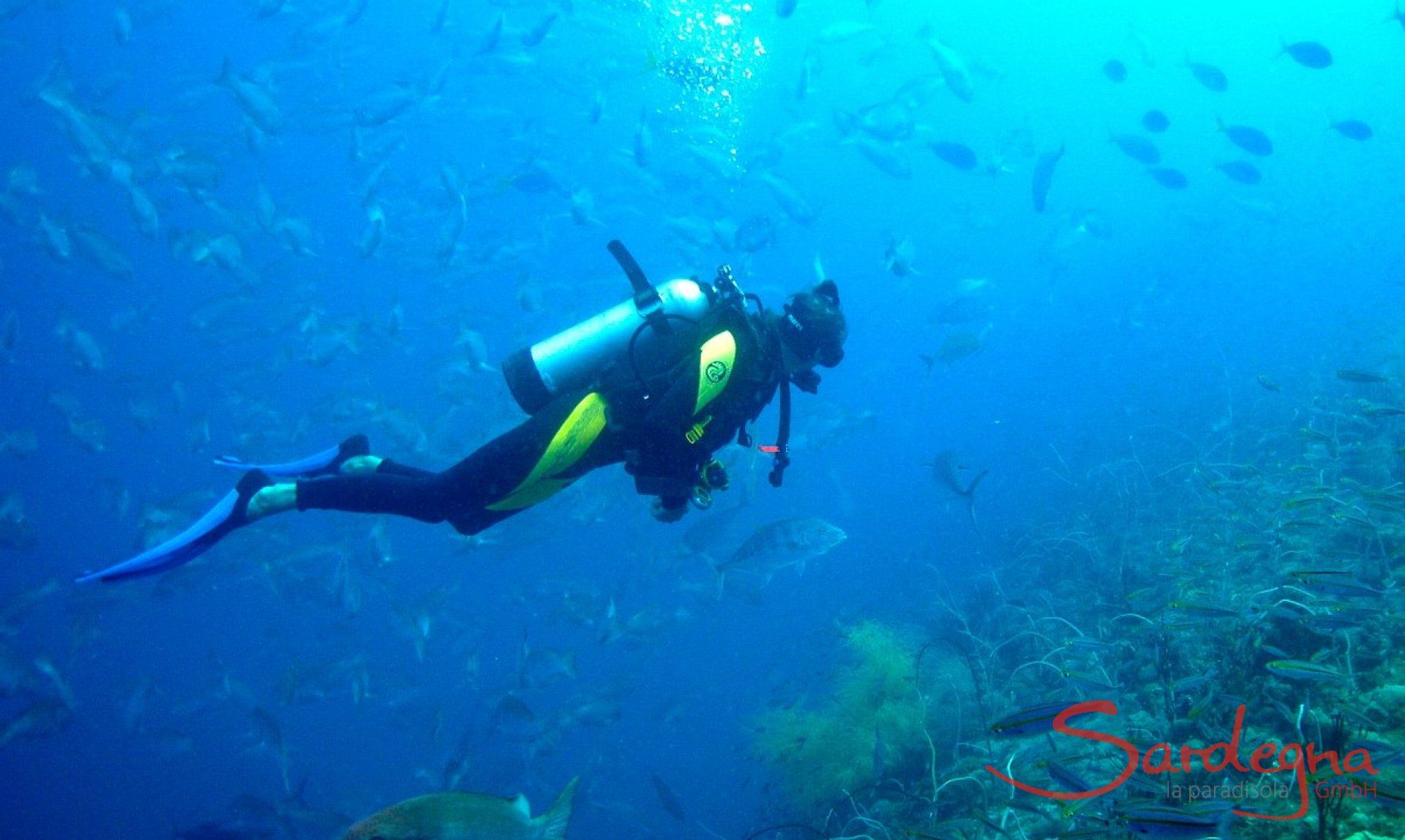 Tauchen auf Sardinien: Das Paradies unter Wasser erleben. | sardinien.de